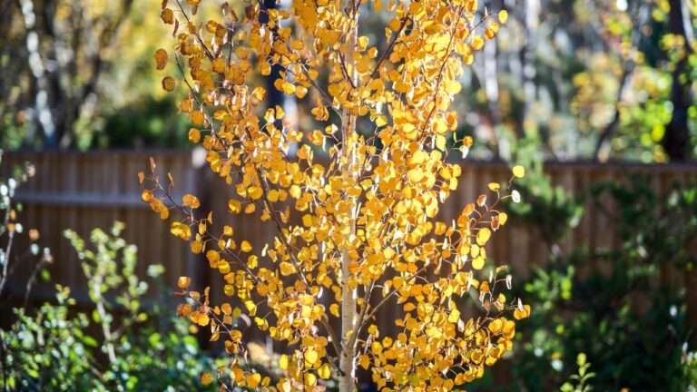 Swedish Columnar Aspen Tree Care Guide for Stunning Yards