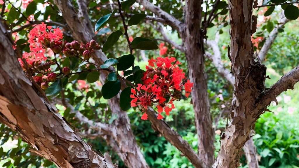 Crape Myrtle Tree Red: Care Tips for Vibrant Blooms