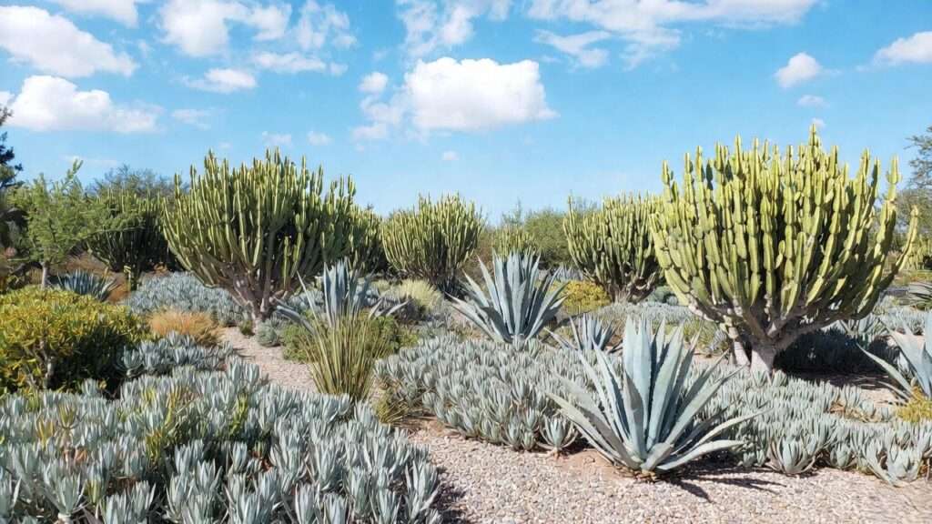 Gopher Plant Care Guide 2025: Euphorbia rigida Tips