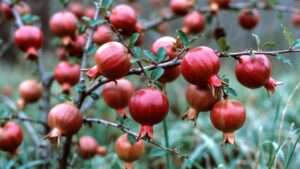 Salavatski Pomegranate Tree: Grow Juicy Fruit in Zone 7