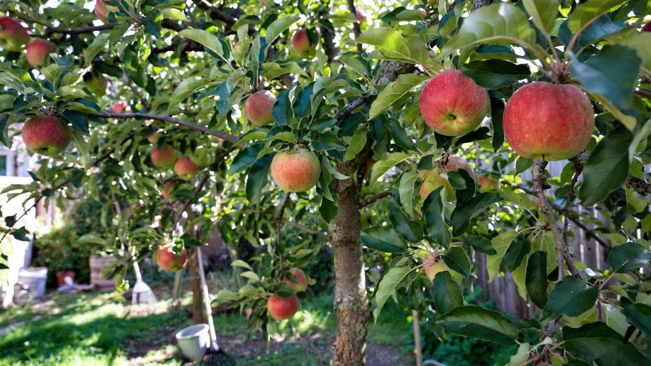 Grow Anna Apple Trees: Tips for Sweet Apples in Warm Climates