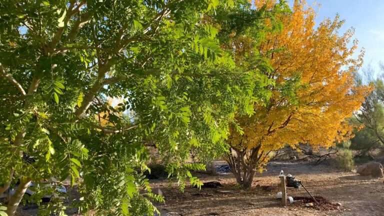Arizona Ash Trees: Care Tips to Prevent Decline