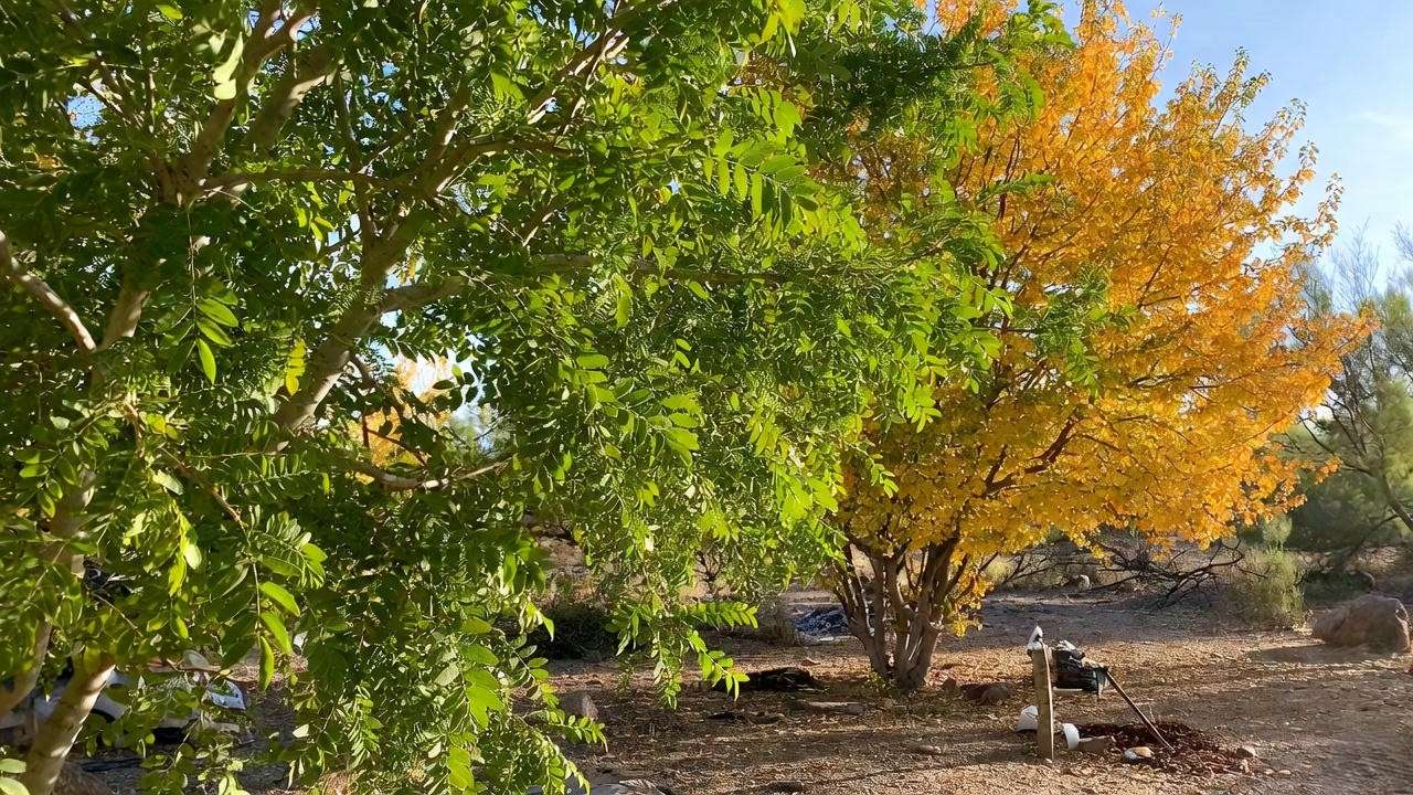 Arizona Ash Trees: Care Tips to Prevent Decline