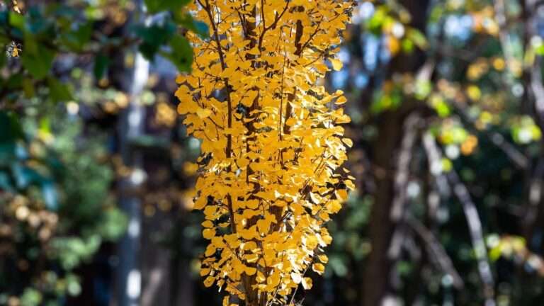 Armstrong Gold Maple Tree: Grow Stunning Golden Fall Color