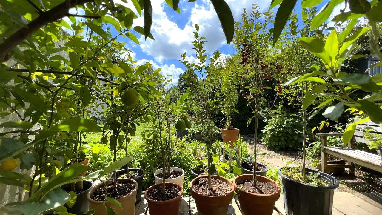 Top 10 Best Fruit Trees to Grow in Pots for Small Spaces