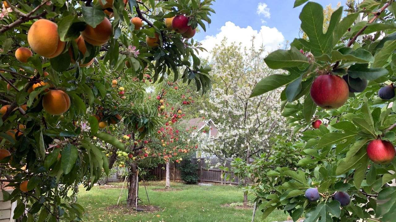 Best Fruit Trees to Grow in Tennessee 2025