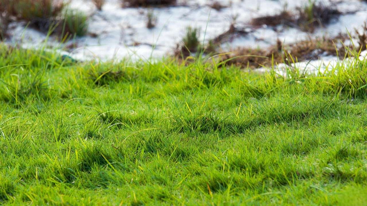 Best Grass for Sandy Areas 2025: Top 10 Picks