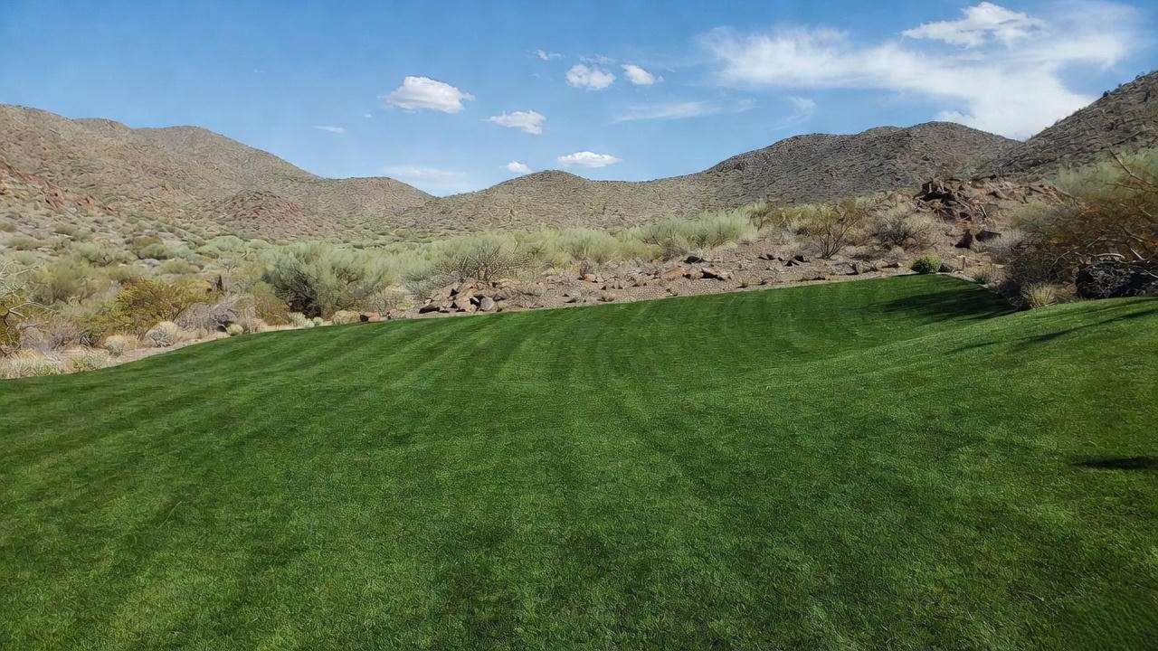 Best Grass Seed for Phoenix Arizona: Top 10 Picks