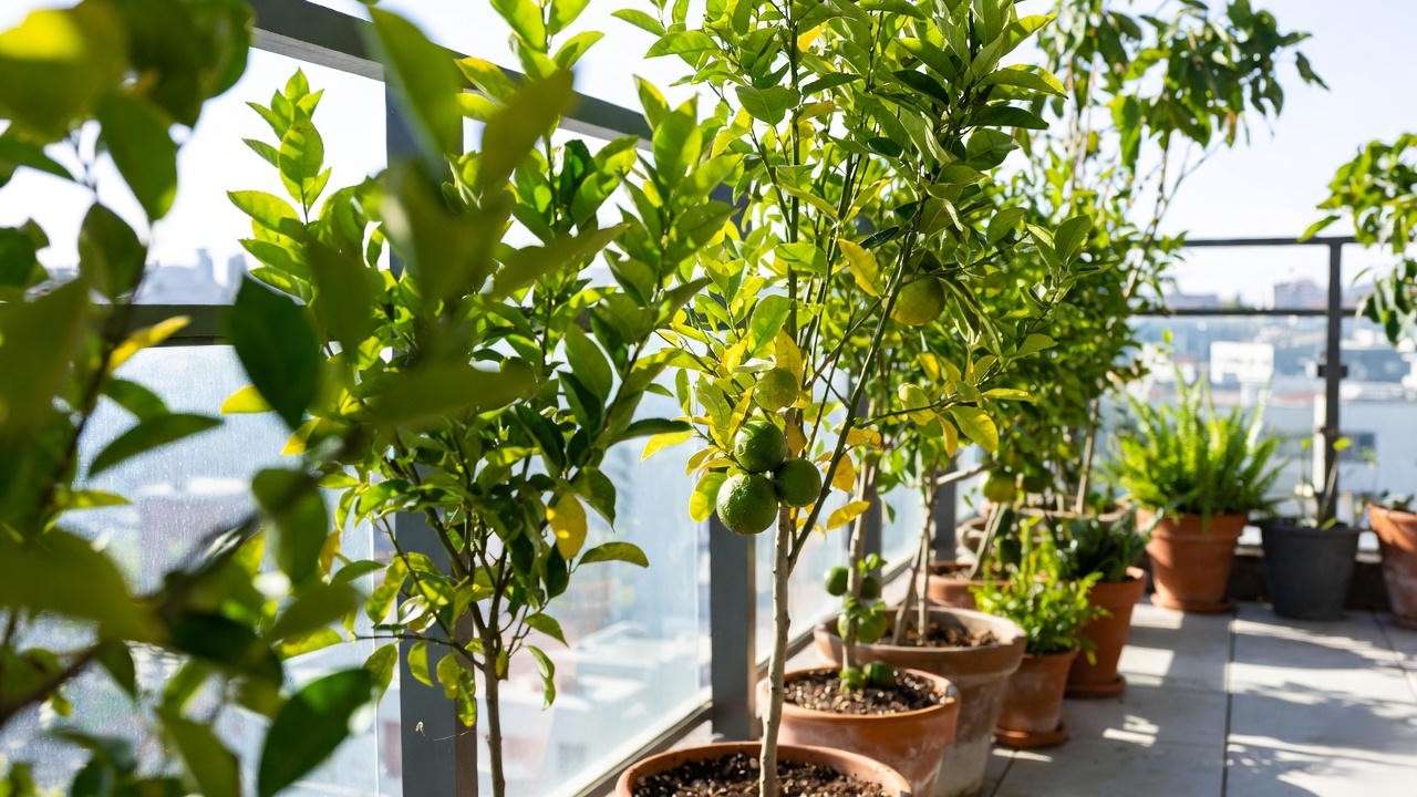 Best Lime Tree for Pots 2025: Top 10 Dwarf Picks