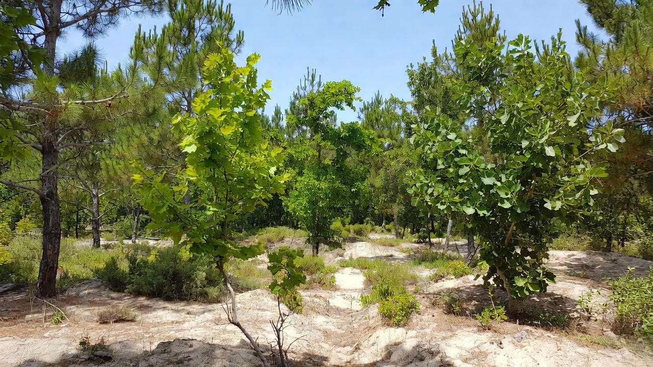 Best Trees for Sandy Soil: Top 10 2025 Picks