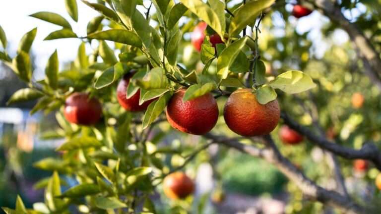 Grow a Thriving Blood Orange Citrus Tree: Care Tips
