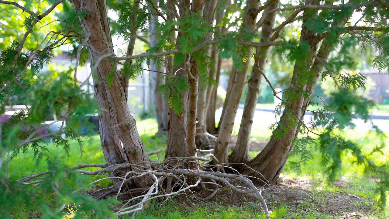 How Deep Cedar Trees Have Roots: Care Tips for Growth