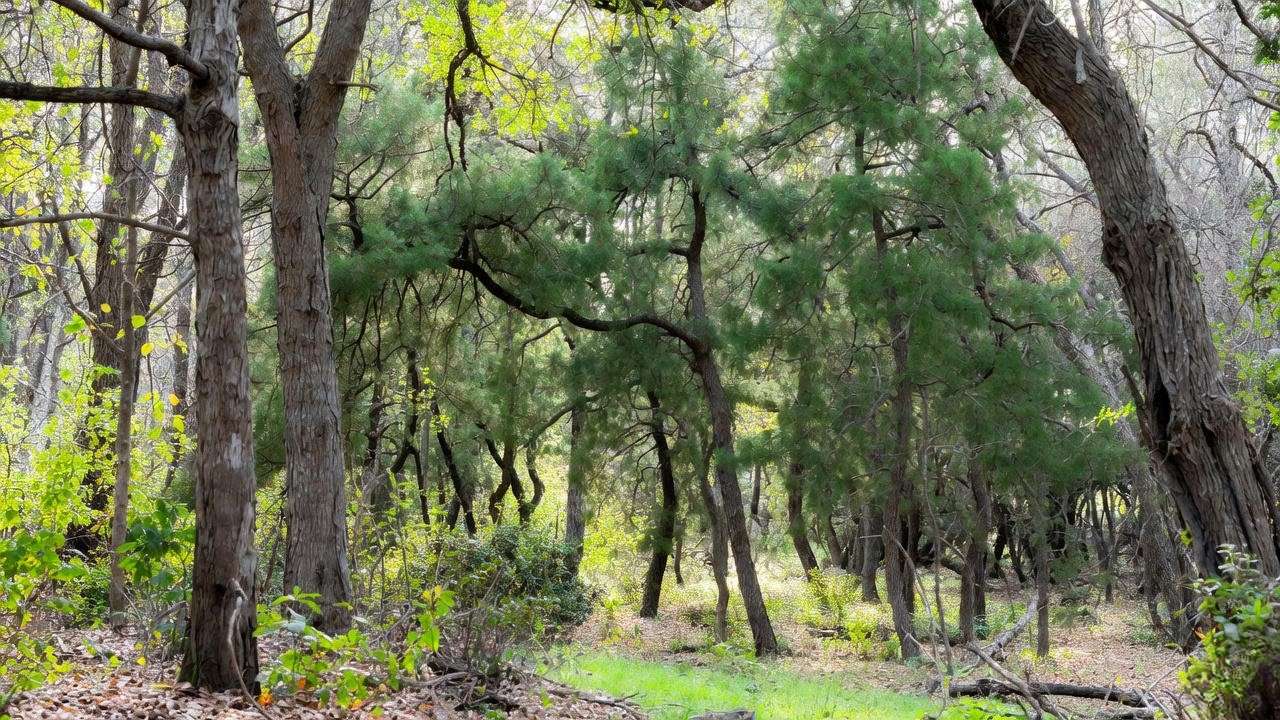 Cedar Trees Texas: 2025 Guide to Plant & Care Successfully