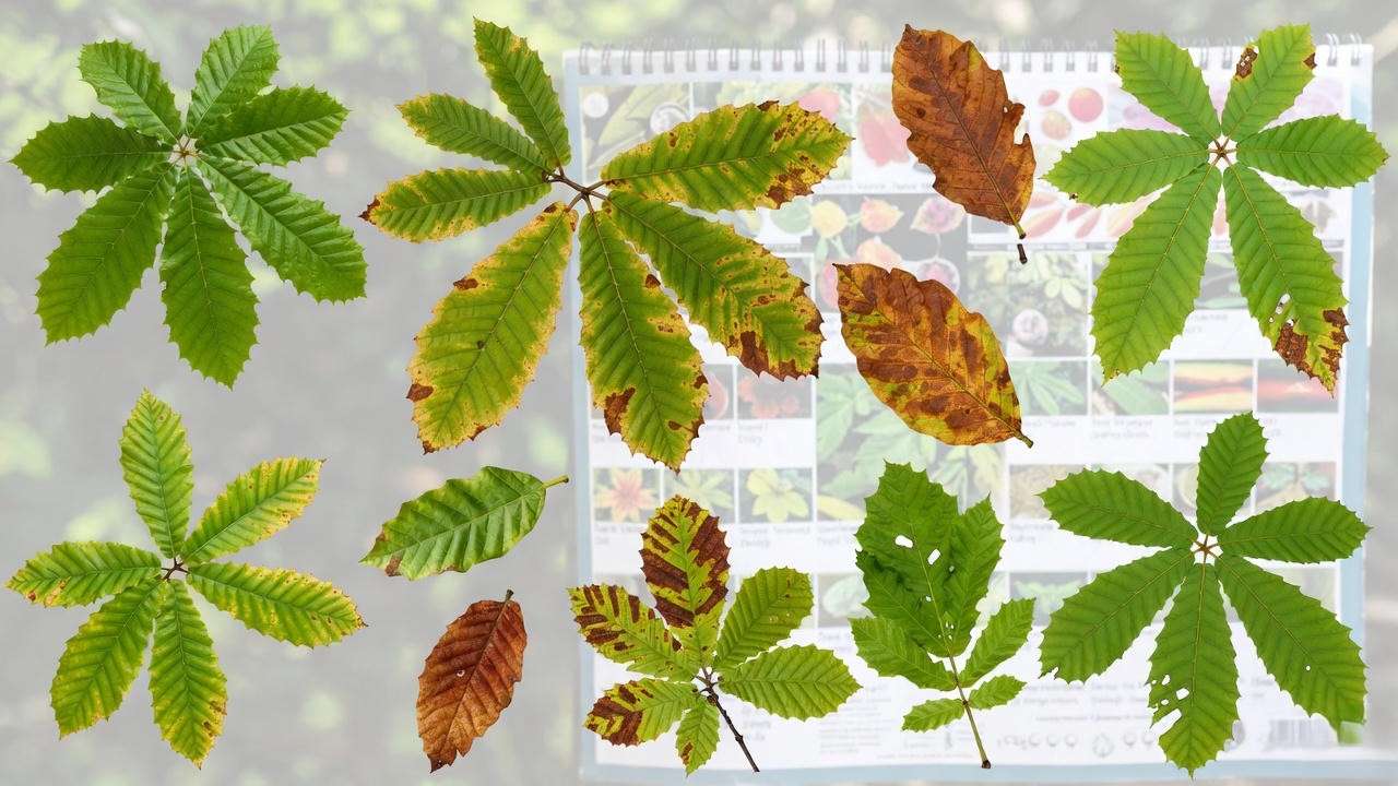 Chestnut Tree Leaf Problems: Identify & Fix Fast (2025)