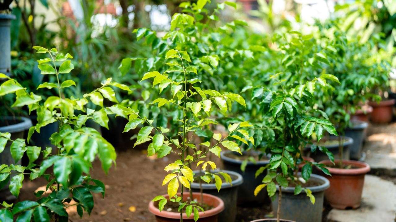 Grow & Care for Curry Trees: Beginner Guide 2025