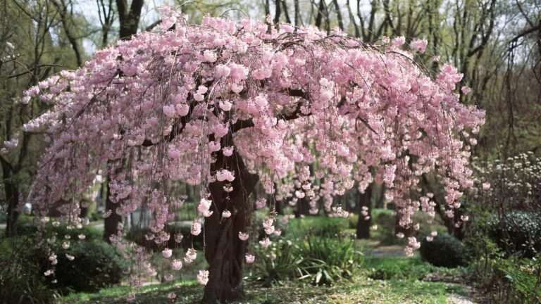 Double Weeping Cherry Tree: Care & Pruning Guide 2025