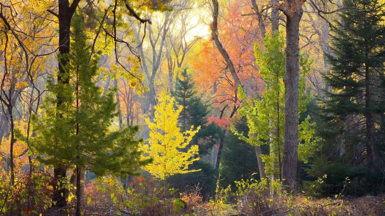 Fastest Growing Oak Tree Varieties in 2025 (Top 7 Ranked)