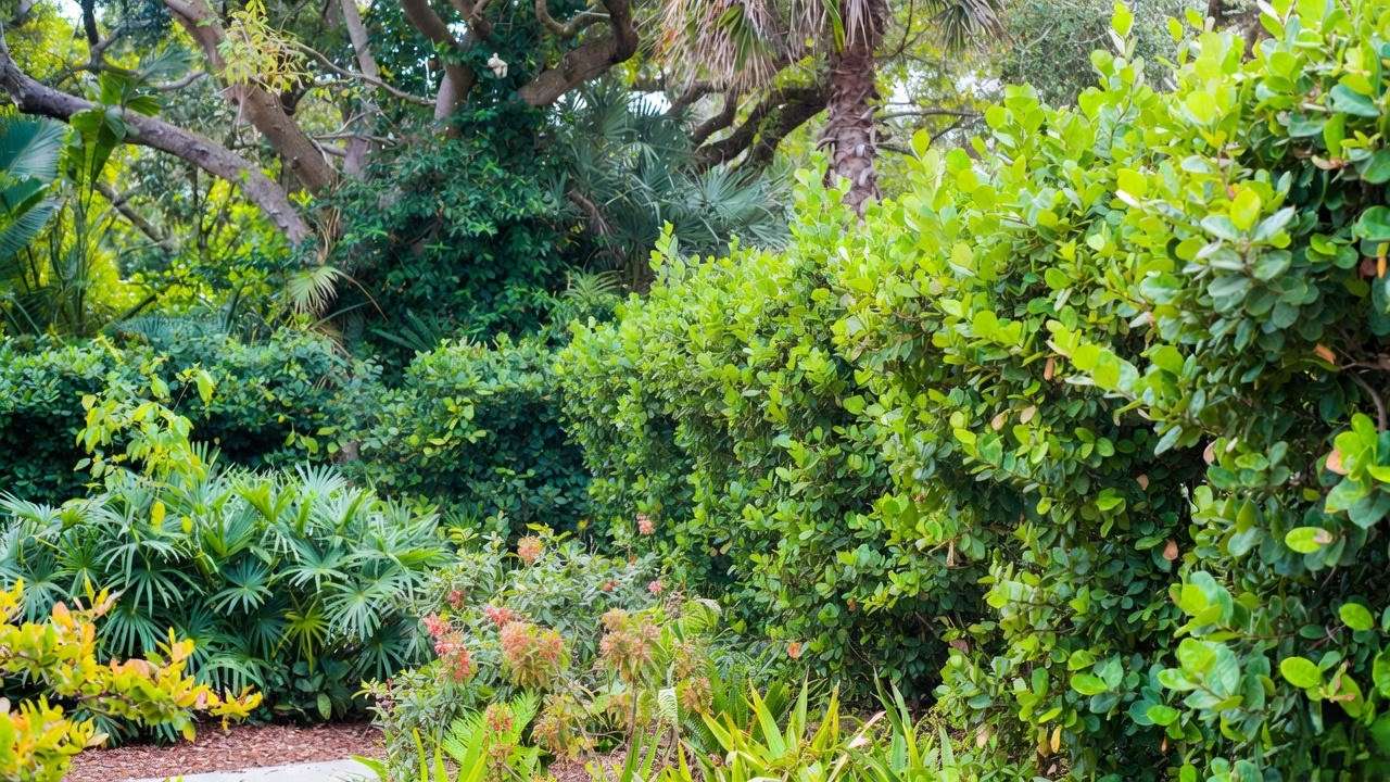 15 Best Florida Hedge Plants for Privacy & Heat Tolerance