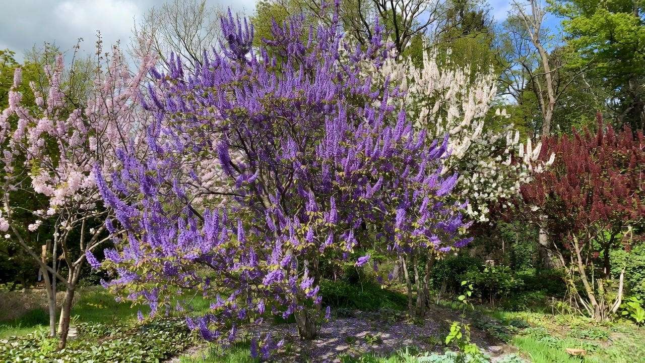 Top 10 Flowering Trees with Purple Flowers for Garden