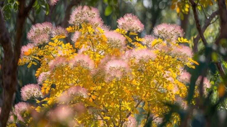 Golden Spirit Smoke Tree Care: 7 Tips to Thrive