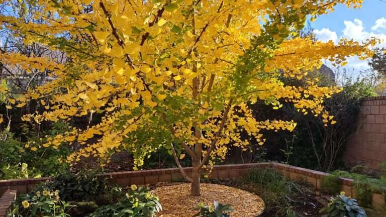 Goldspire Ginkgo Tree Care: 7 Expert Tips to Thrive