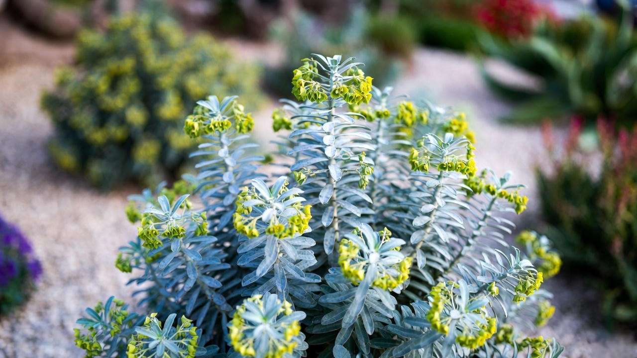 Gopher Plant Care Guide 2025: Euphorbia rigida Tips