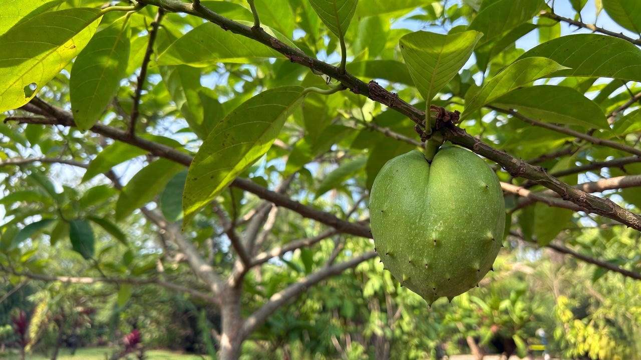 Guanabana Tree Soursop: 7 Tips for Thriving Growth
