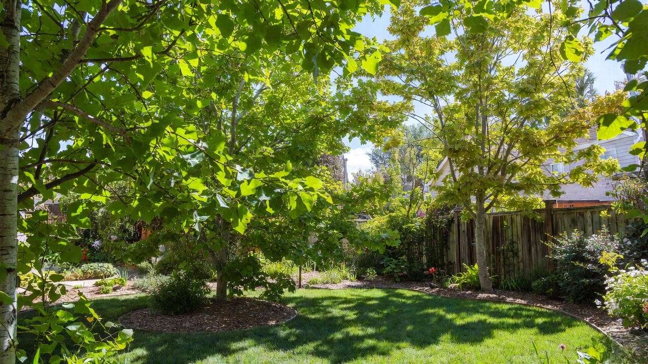 Top 10 Tips for Growing Healthy Gurneys Trees in Your Yard