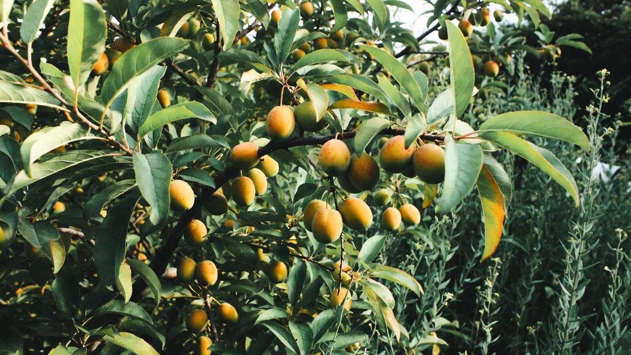 June Plum Tree Care: 7 Tips for a Thriving Tree