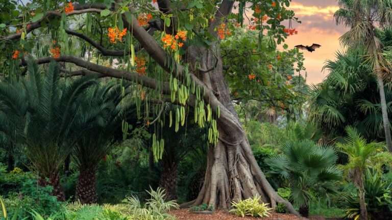 Kigelia Plant Care: Grow Sausage Tree at Home