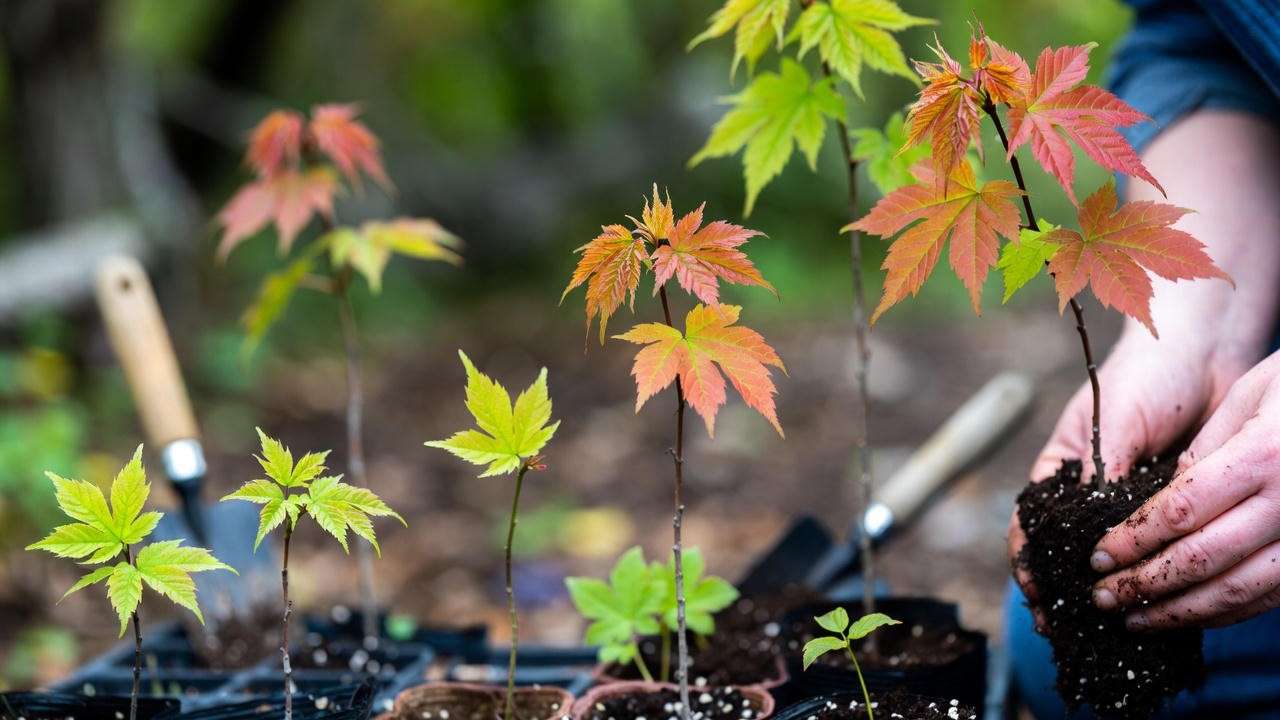 Grow Maple Tree Seedlings from Seed: Beginner Guide