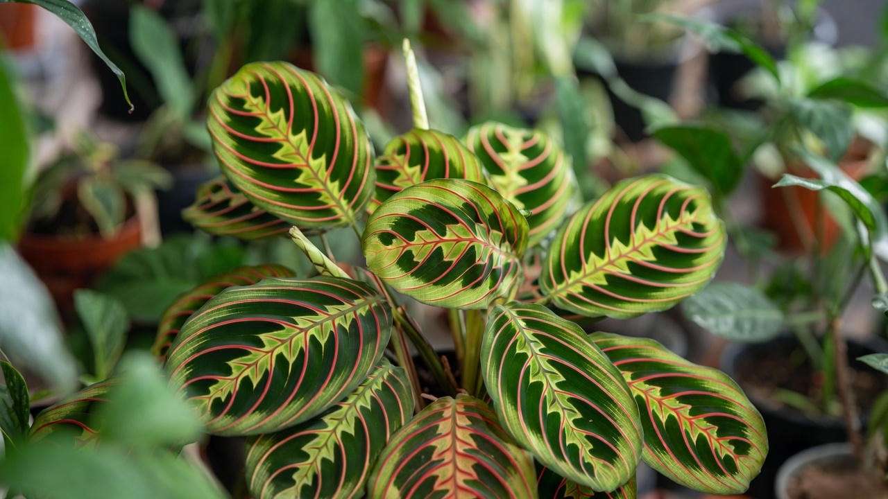 Maranta Plants: Ultimate Prayer Plant Care Guide 2025