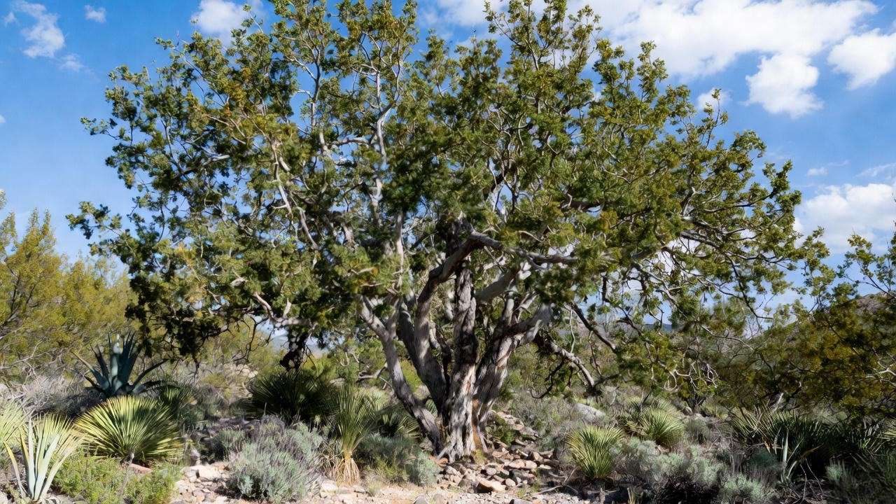 Mexican Sycamore Tree Care: 7 Tips for Thriving Growth