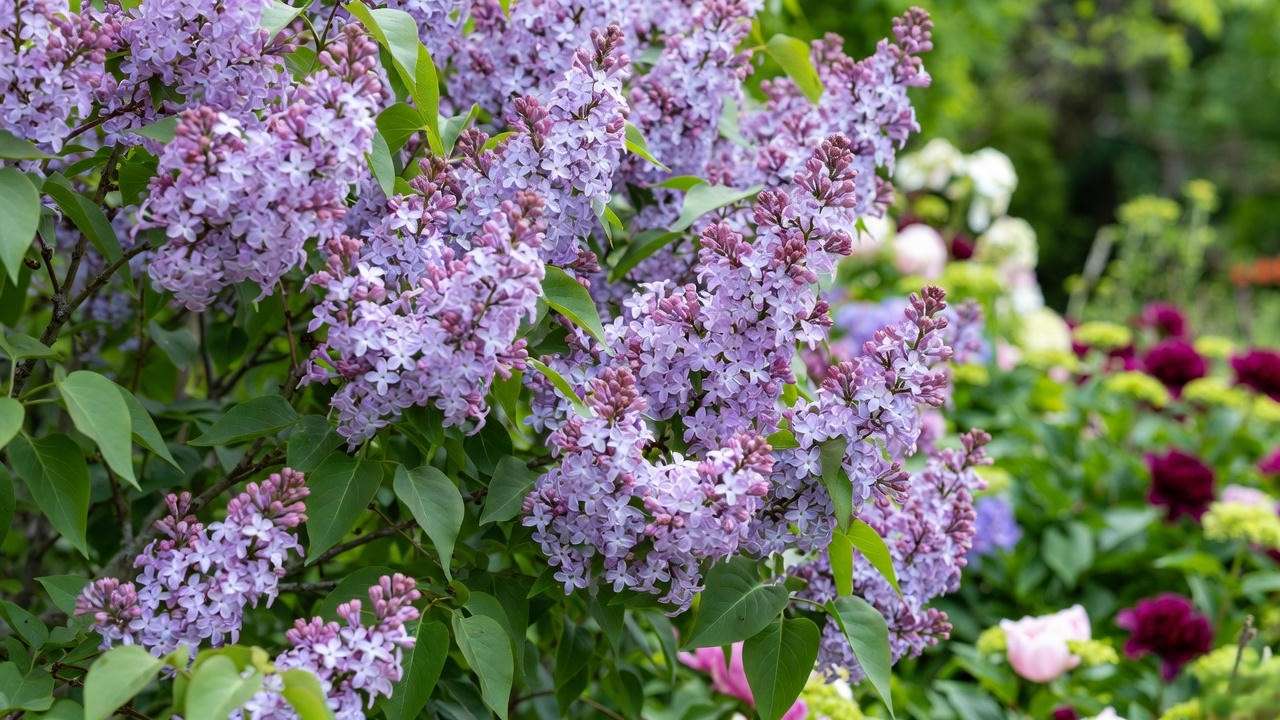 Miss Kim Lilac Tree Care: Grow Stunning Blooms