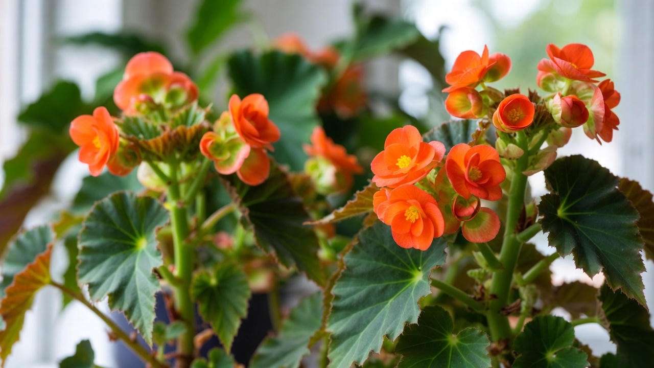 7 Tips to Grow Vibrant Orange Begonia Plants at Home
