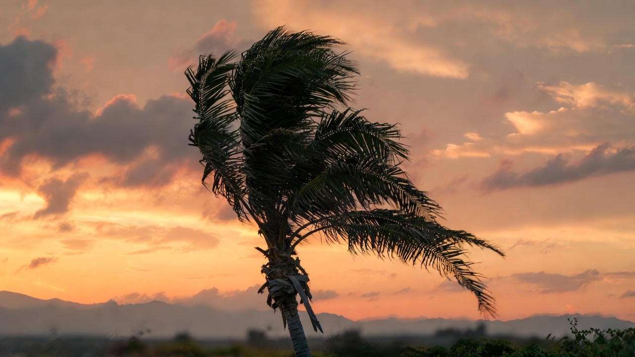 Palm Tree Symbolism: Hidden Meanings in Culture & Gardens
