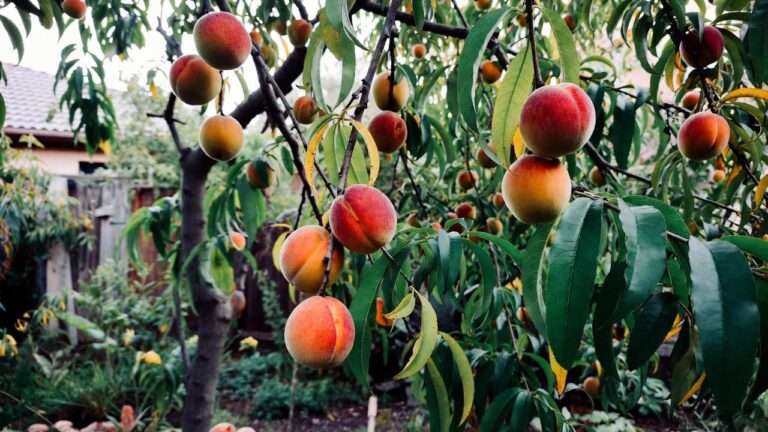 Peach Tree Redhaven Care: 7 Tips for Juicy Peaches