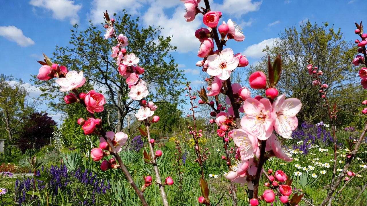 7 Tips to Boost Plum Tree Flowers for a Vibrant Spring