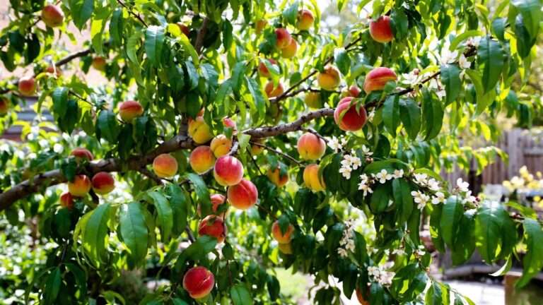 Red Haven Peach Tree Care: Grow Juicy Peaches at Home