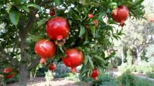 Salavatski Pomegranate Tree: Grow Juicy Fruit in Zone 7