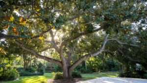 Shady Lady Tree Care: Grow & Prune Guide