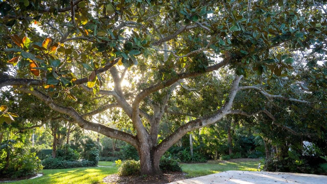 Shady Lady Tree Care: Grow & Prune Guide