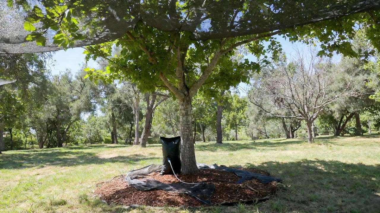 Summertime Trees: 10 Tips to Protect from Heat & Drought