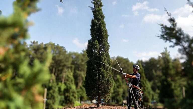 10 Care Tips for Tall Skinny Trees to Prevent Snaps