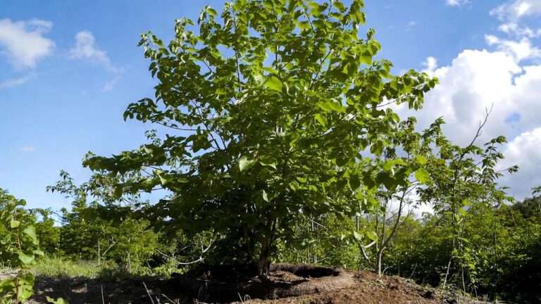 Ultimate Guide to Using a Tree Watering Ring for Trees
