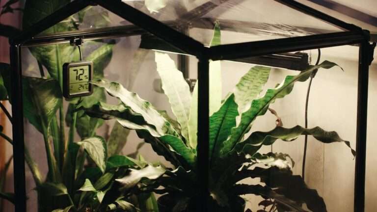 Dragon Tongue Plant Care: Grow Stunning Dragon Tongue Plant