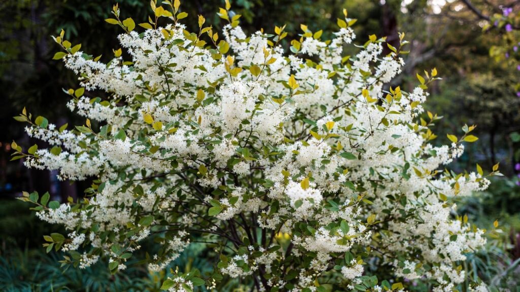 Best Compact Flowering Trees for Small Yards