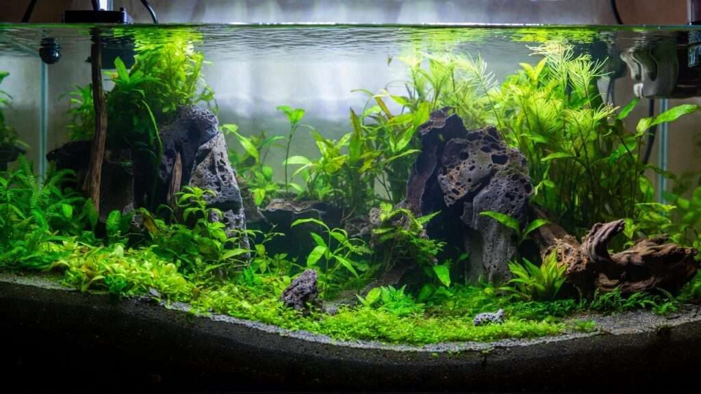 Best Aquatic Plant Soil: Ultimate Guide
