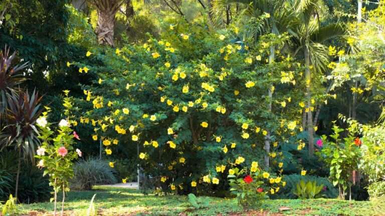 Allamanda Shrub Plant Care for Vibrant Blooms