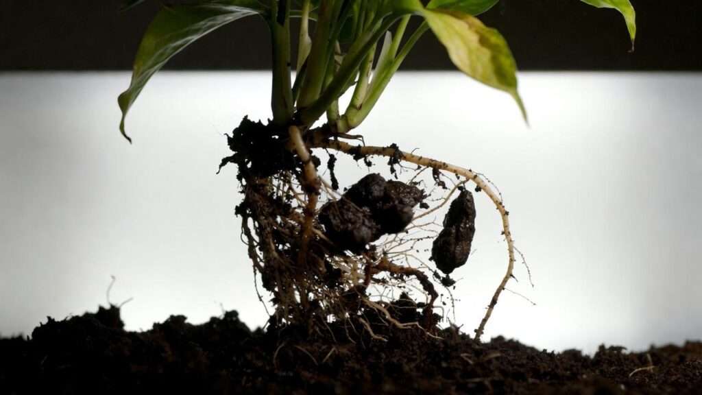 Why Plant Leaves Drooping? 9 Causes & Fast Fixes